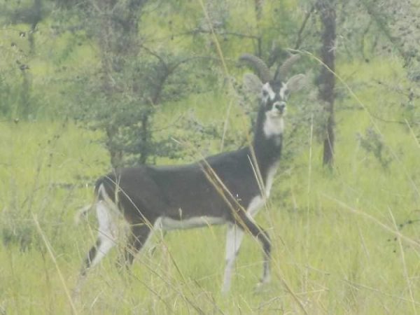 White Eared Kob spotted in Pian Upe Wildlife Reserve | Gorilla Link Tours