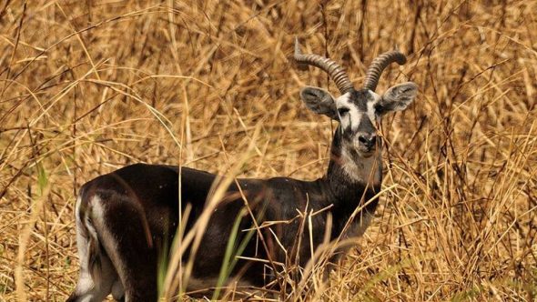 White Eared Kob spotted in Pian Upe Wildlife Reserve
